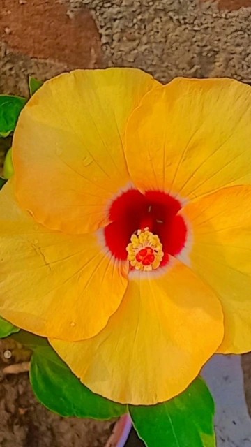 yellow 💛hibiscus 🌺 # Mandara flower plant #shortsvideo #youtubeshorts ...