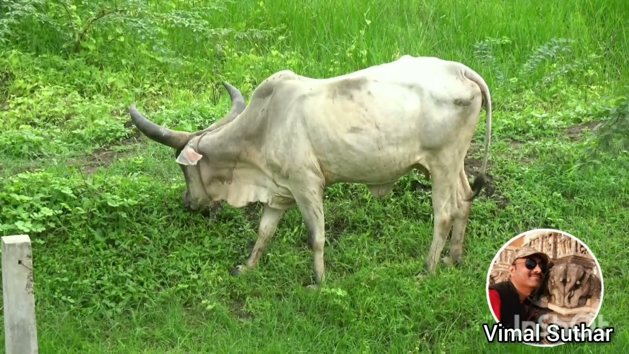 Gau Mata - Cow - सर्वदेवमई देवी सर्वदेवरलंकुते - YouTube