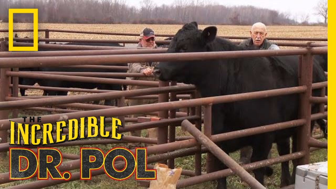 Pregnancy Checks on Some "Cash Cows" | The Incredible Dr. Pol - YouTube
