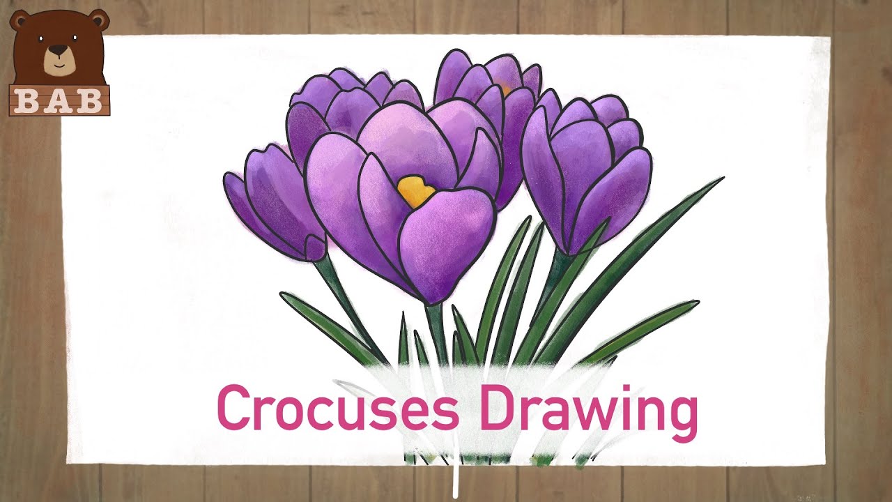 How to draw Crocuses / Easy step by step Spring Flowers drawing - YouTube