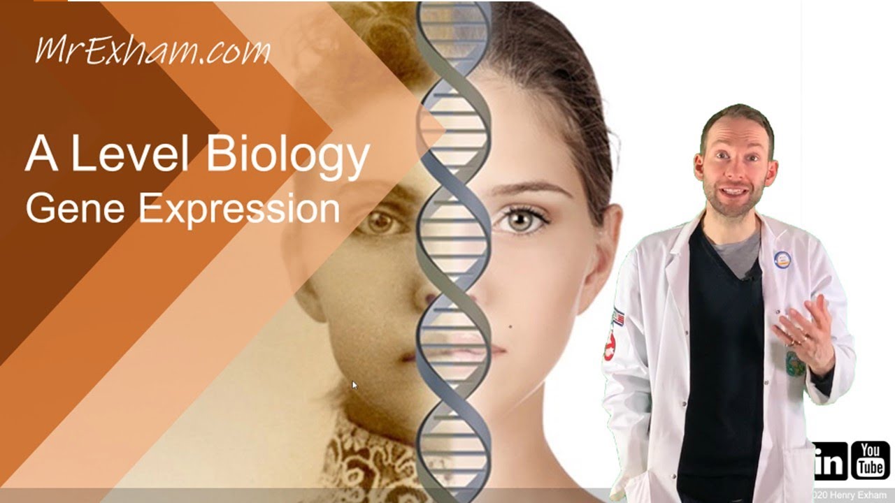 Gene expression, transcription factors and epigenetics - A Level ...