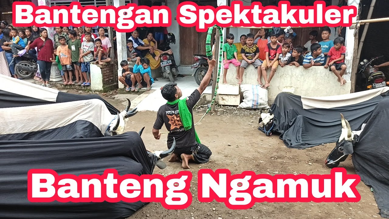 Bantengan Spektakuler Banteng Ngamuk Putro Arum Browijoyo Pakis ...
