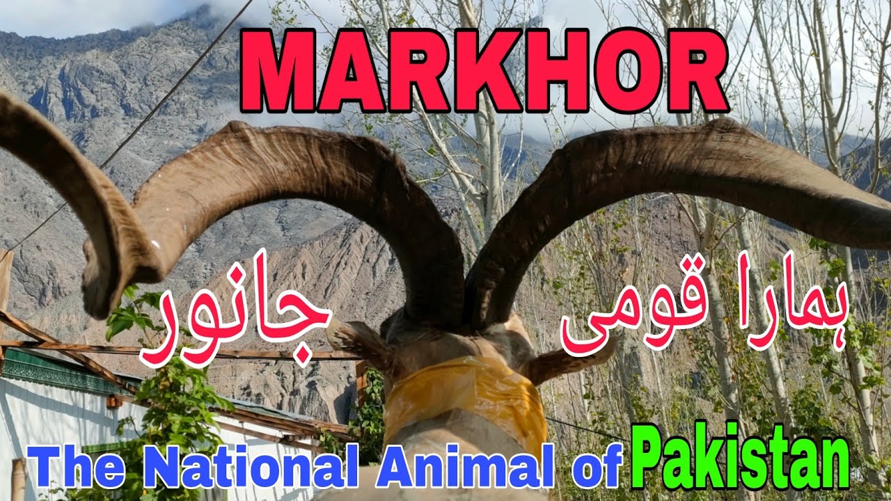 Markhor The National Animal of Pakistan. #markhor #markhoreanimal - YouTube