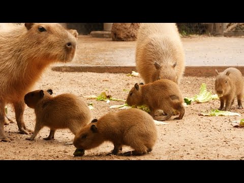 Houston Zoo welcomes capybara pups, the world's largest rodent - YouTube