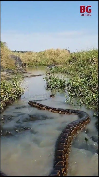 What is the largest python snake?|Big phyton in the world||#shorts ...