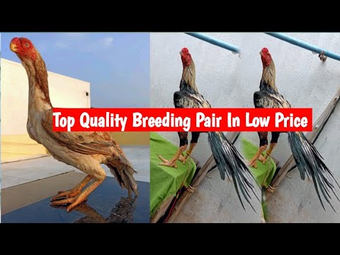 Breeding Pair - 013 || Java Breeding pair - YouTube