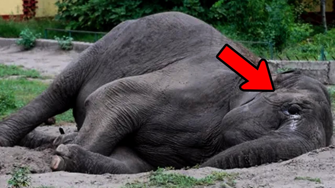 This Elephant Cries Daily in Zoo Until One Day She Spots a Familiar ...