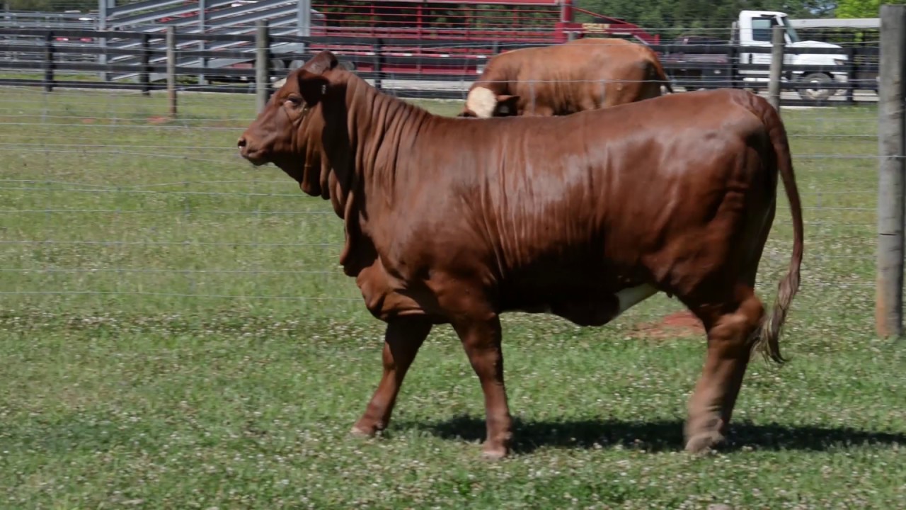 Southern Cattle Online Hiefer Sale May 2017 Tag 625 - YouTube