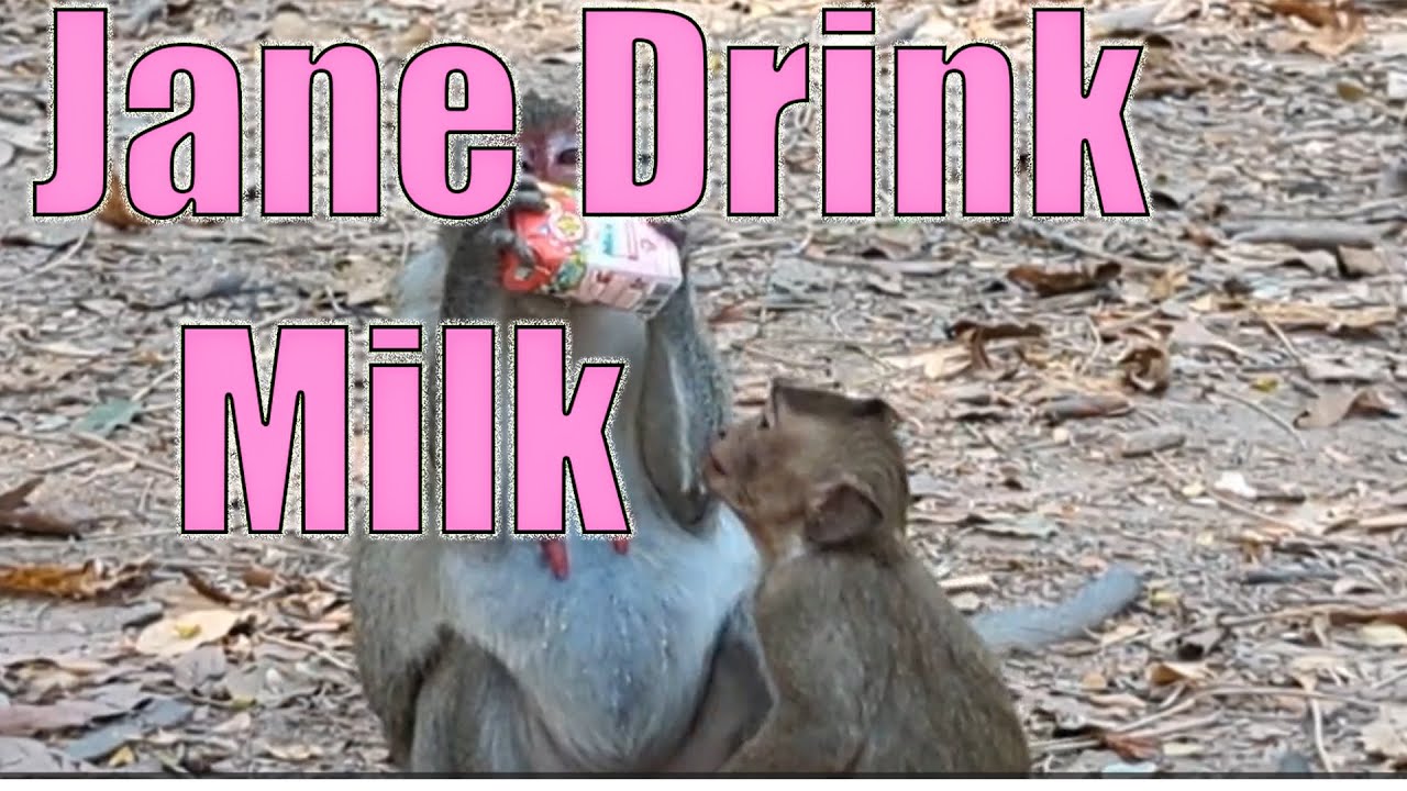 Monkey Jane Drink Milk - YouTube