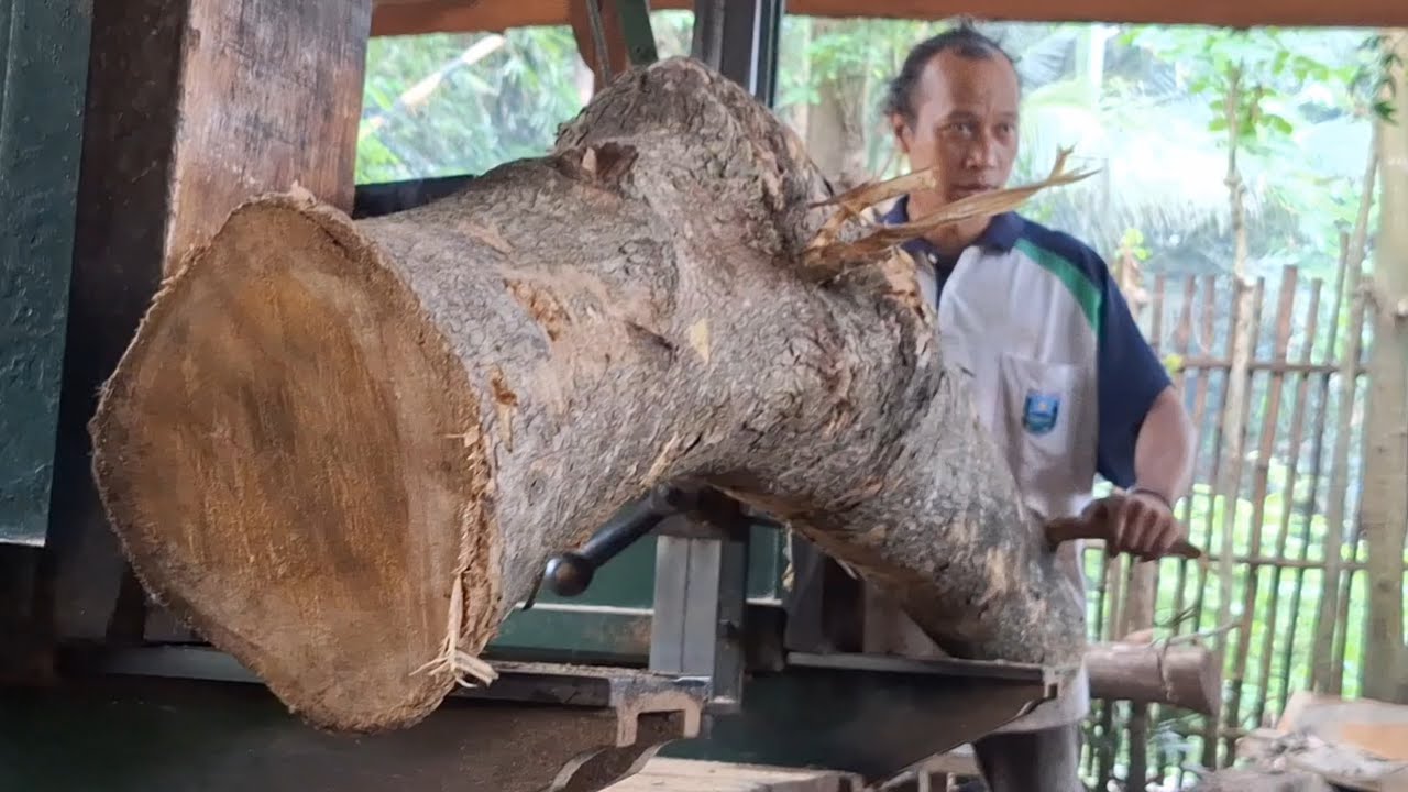 The process of processing teak wood shoot waste to obtain maximum ...