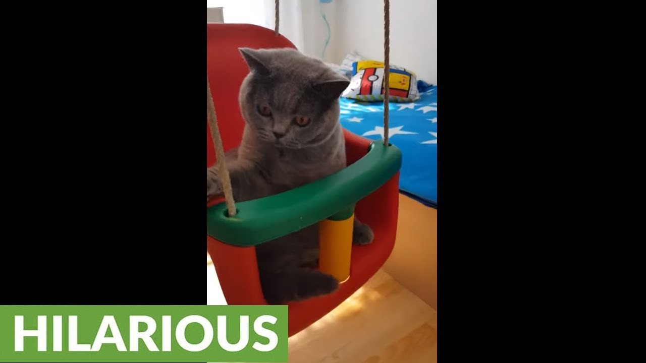 Kitty cat enjoys ride on swing set - YouTube