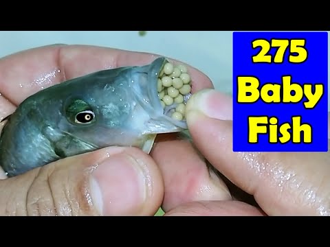 3 Mother leaf cichlid fish give birth to 275 baby fish 😍🐬👍🙏 - YouTube
