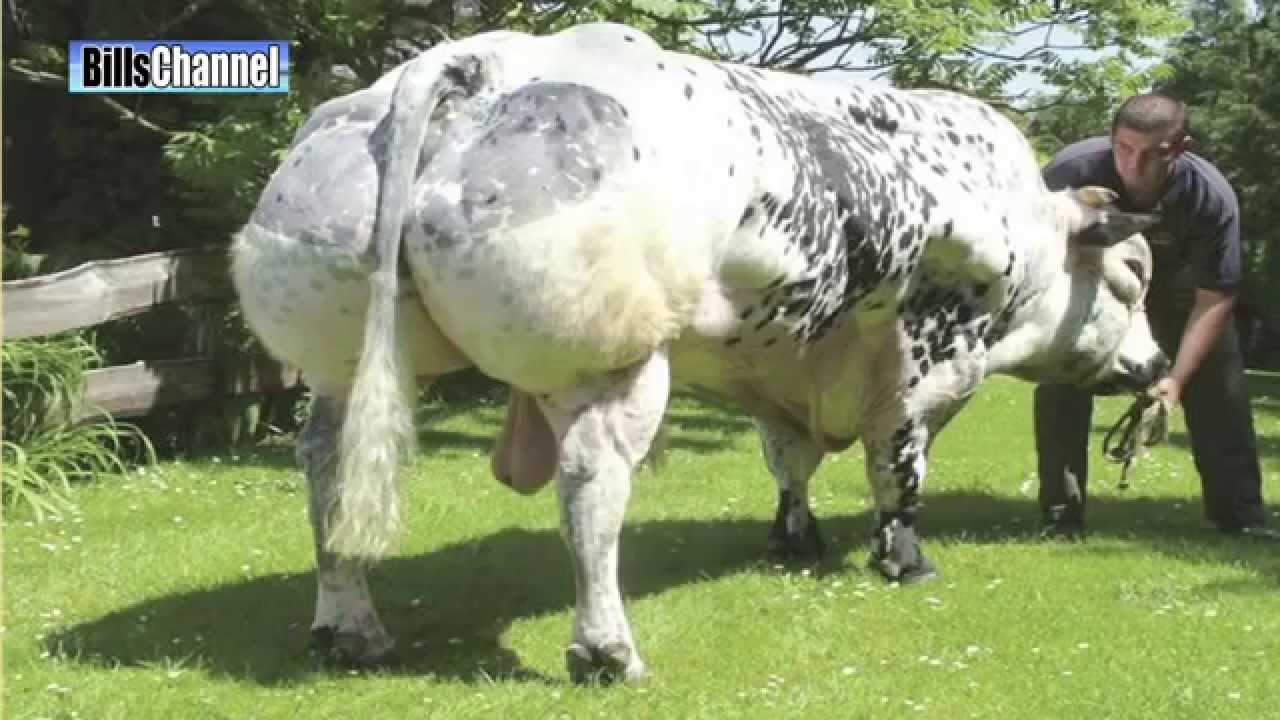 WORLD S MOST BIZARRE COWS YouTube world-s-most-bizarre-cows-youtube