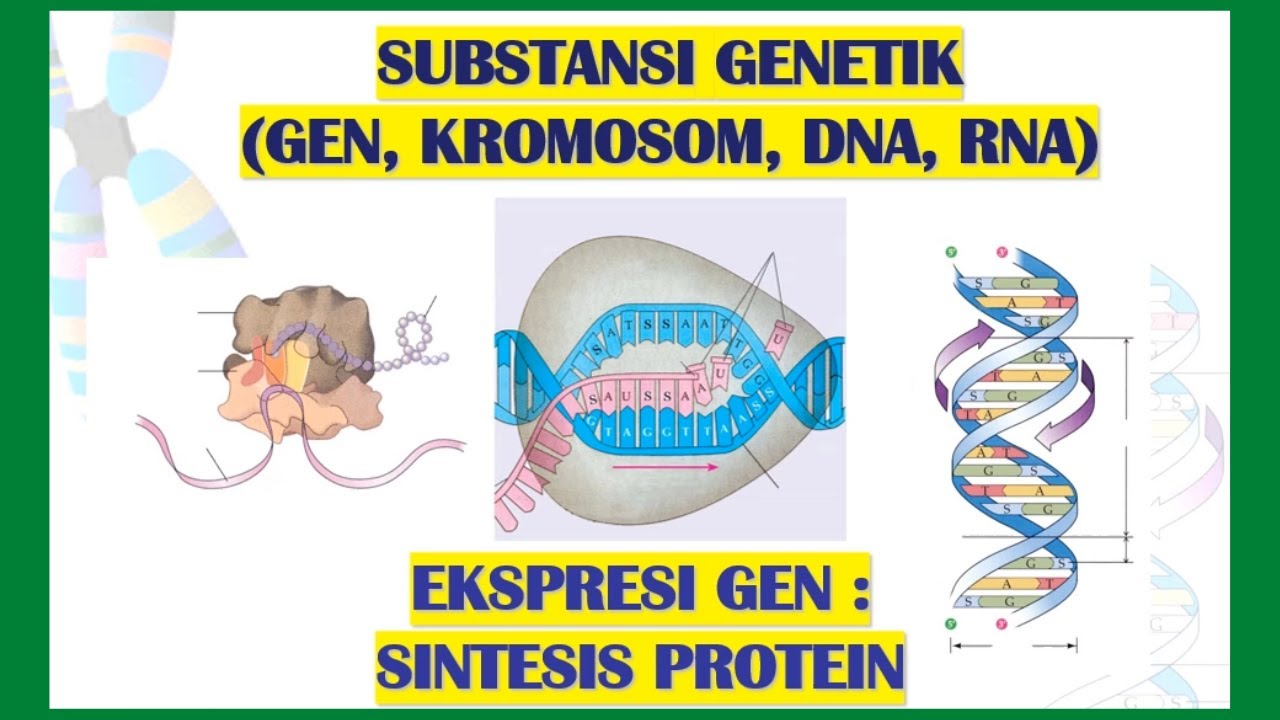 MATERI GENETIK || GEN, KROMOSOM, DNA, RNA - YouTube