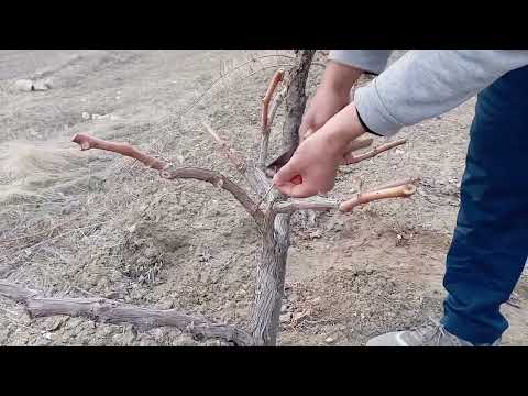 ÜZÜMDE(BAĞ,ASMA) DA BUDAMA NASIL NE ZAMAN YAPILIR ( grape pruning) #agriculture  #asmr  #keşfet