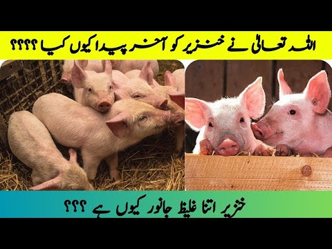 reason to create a pig|| pork meat Haram in Islam|| info with amna ...