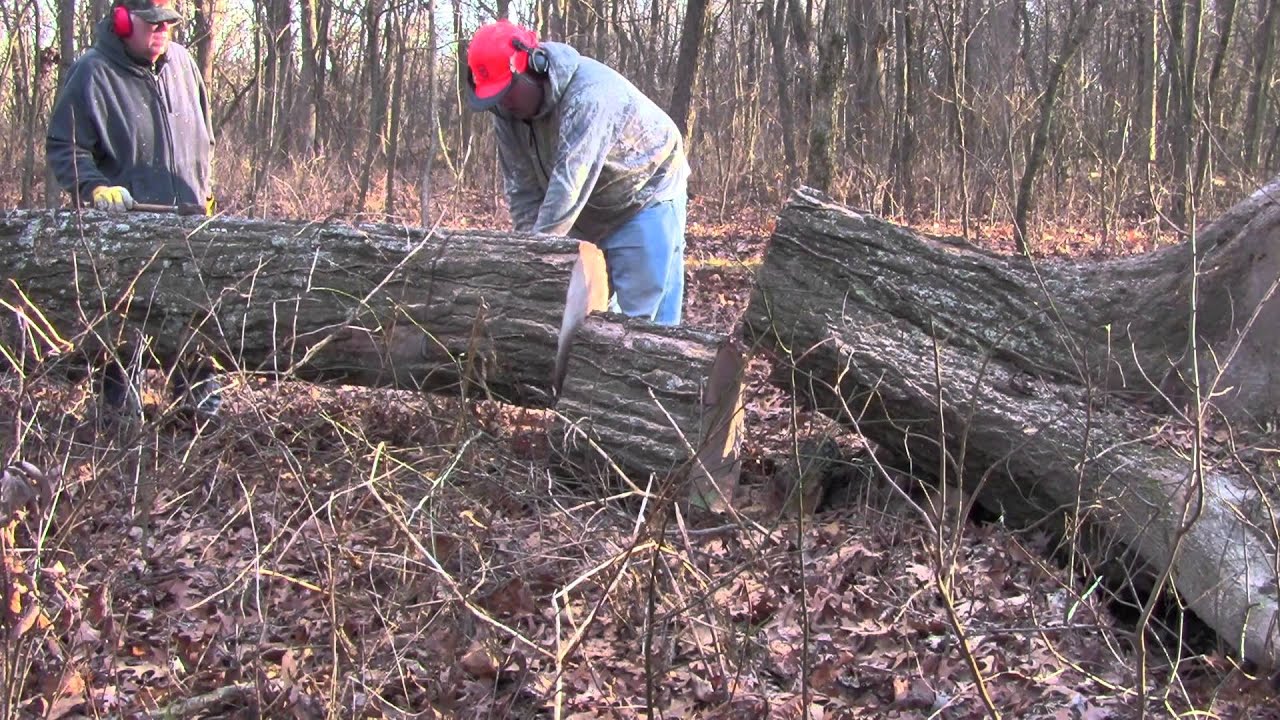 cutting 2 foot + diameter oak firewood with stihl 029.mts - YouTube