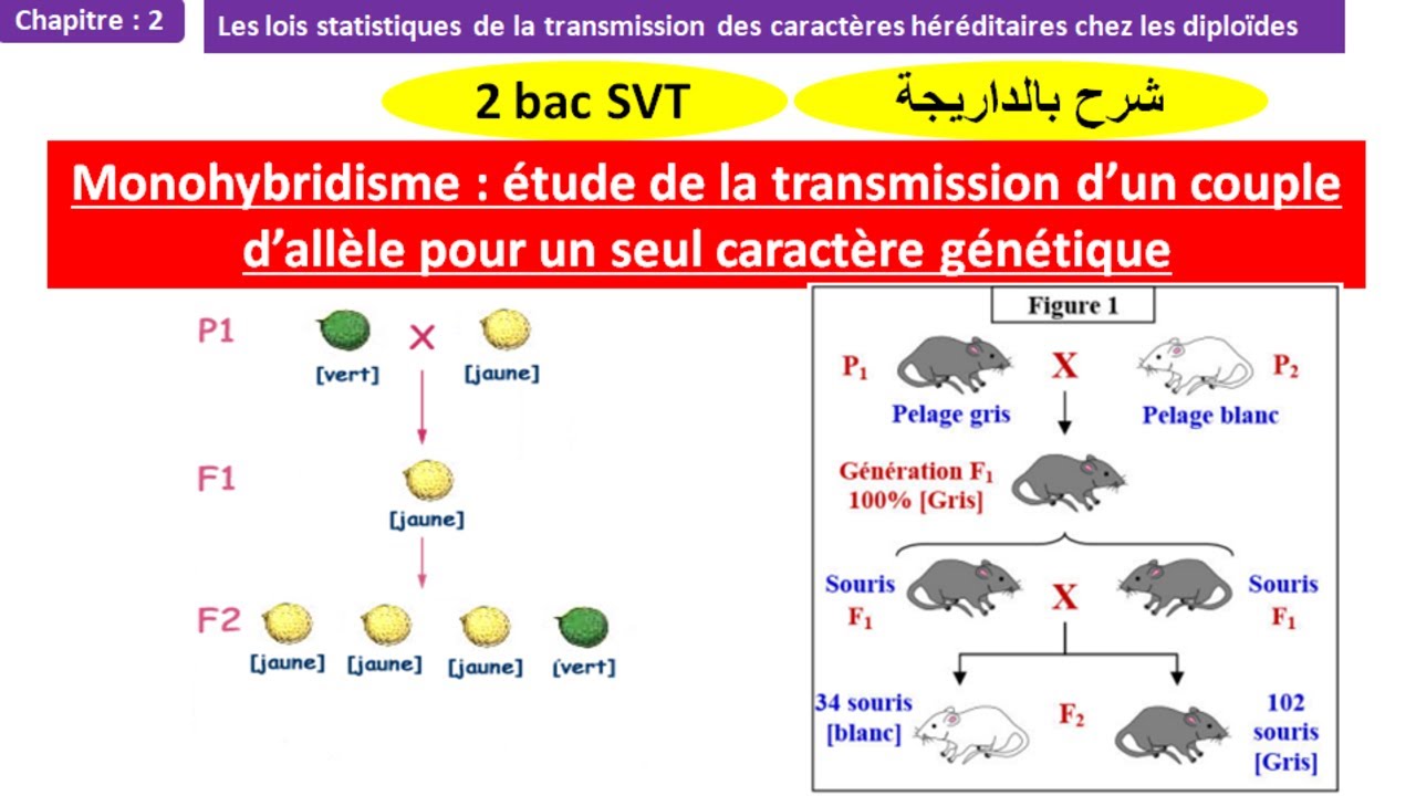 Monohybridisme la transmission d'un coupe d'allèle pour un seul ...