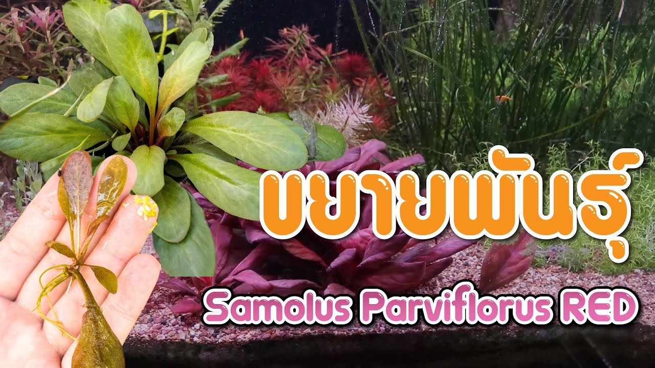 ใช้แค่ใบขยายพันธุ์ต้น Samolus Parviflorus RED - YouTube