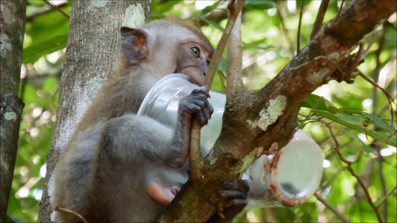 Cute monkey being slowly poisoned in paradise - YouTube