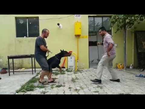 Doberman Canı Pahasına Yakın Koruma