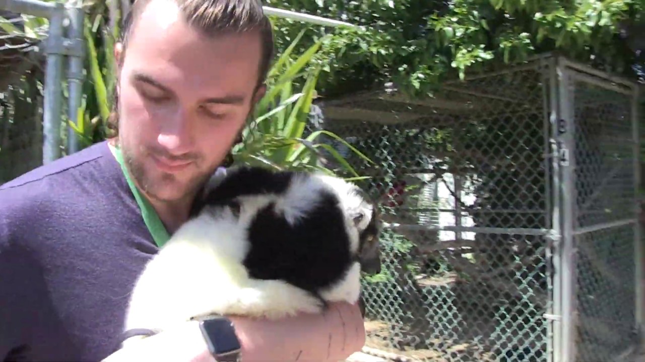 Behavioral Enrichment for our Rescued animals - YouTube