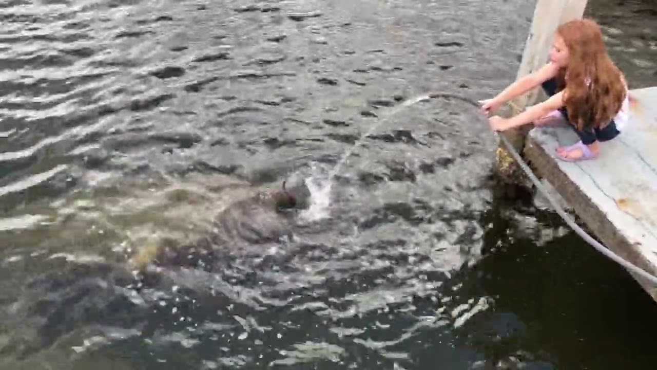 Manatee Encounter Manatee Drinking from Hose - YouTube