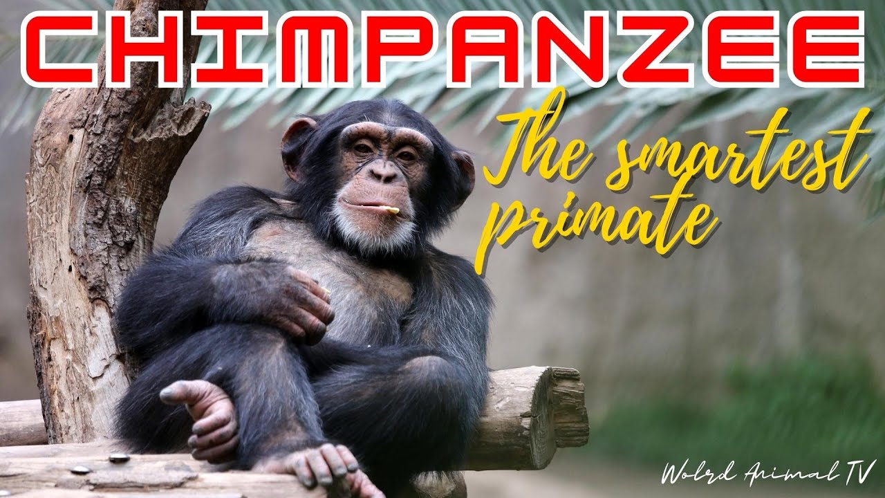 Chimpanzee, The smartest primate - YouTube