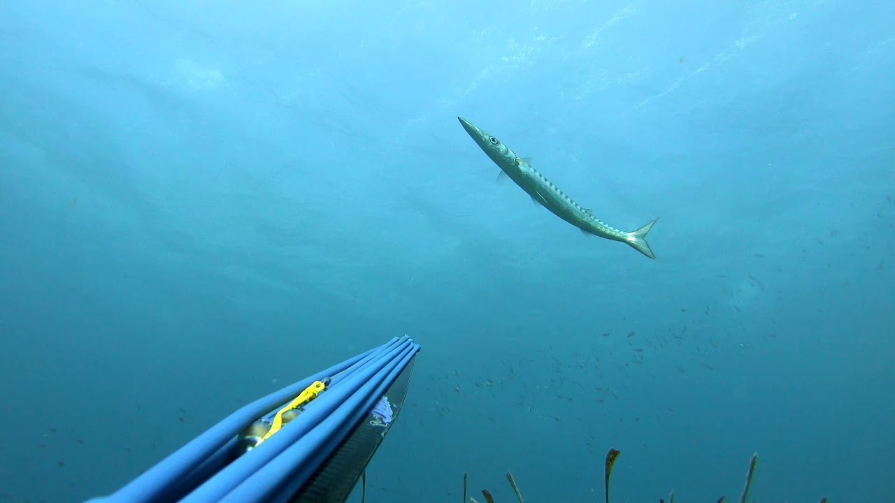 Spearfishing WTF mediterranean barracuda & a beautiful flock of ...