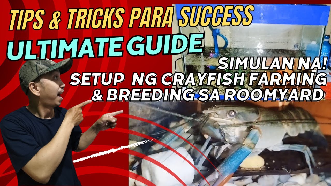 Step-by-Step Tutorial: Paano Magsimulang Mag Set-up ng Crayfish Farming ...