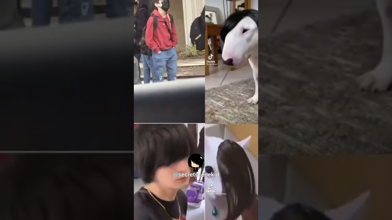 Dogs look great with emo hair 🐕🐕🐕🐕🐕🐕🖤🖤🖤🖤🖤🖤🖤🖤 via yooooew tiktok - YouTube