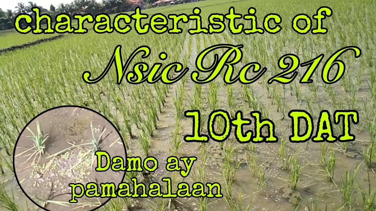 Nsic Rc 216 10th Days After Transplanting | Bagong kaalaman tungkol sa ...