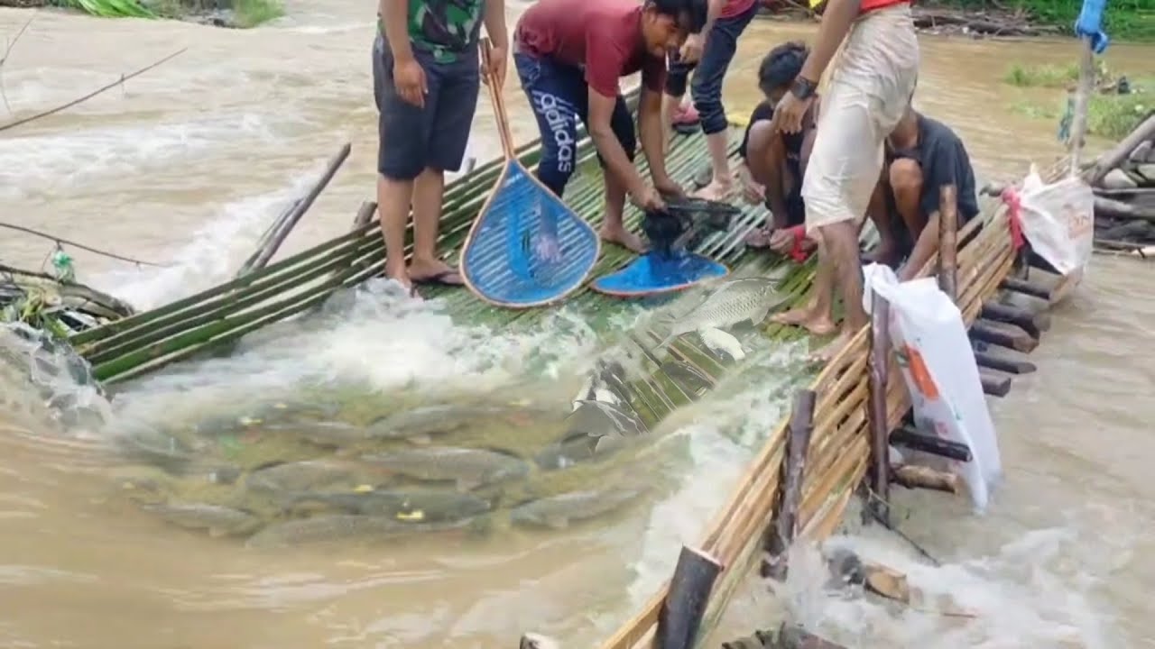 membuat perangkap ikan dari bambu || bamboo fish trap - YouTube