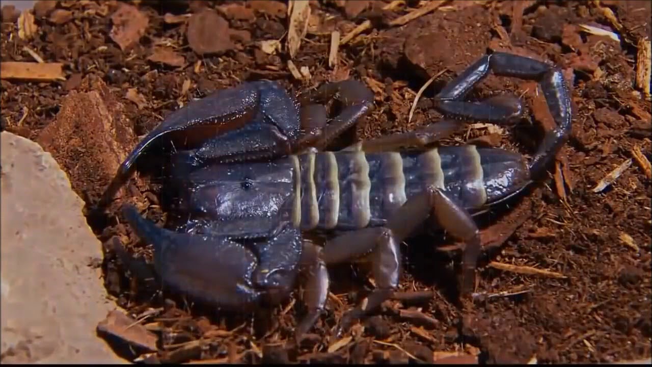 National Geographic Wild Deadly Scorpions Documentary HD 2019 - YouTube