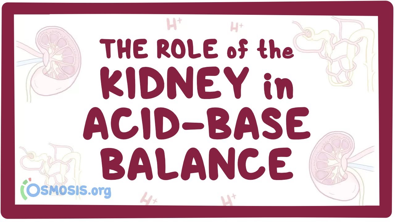 The role of the kidney in acid-base balance - renal physiology - YouTube