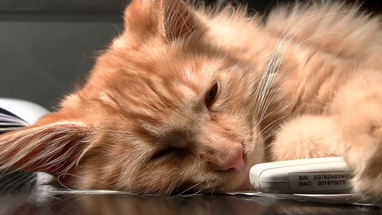 Cats doing funny things. - YouTube