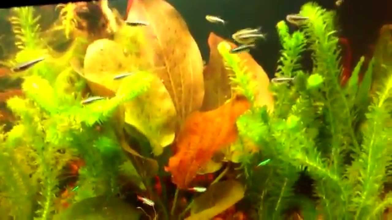 Echinodorus Paul Klocker Argus Aqua Design&Garden 695 80 70 66, 71 389 ...