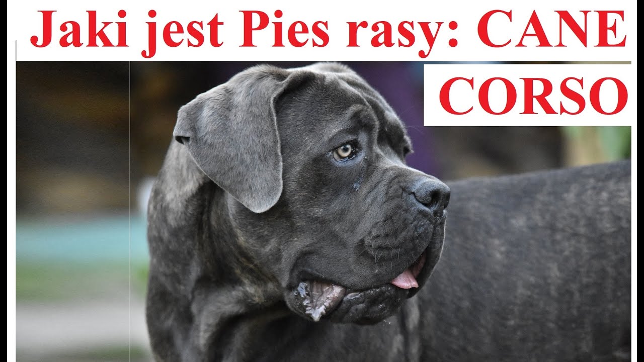 Jaki jest Pies rasy: CANE CORSO - YouTube