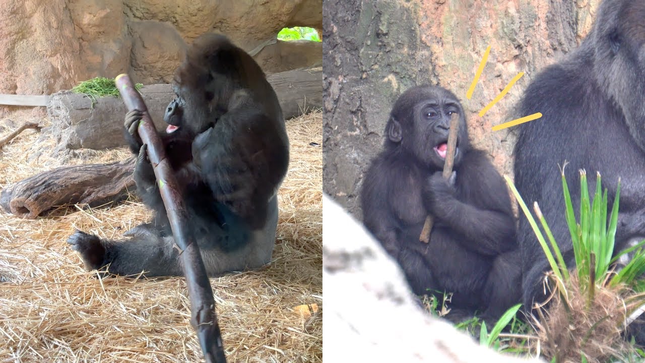 Baby gorilla and silverback Haoko love sticks? | Gorilla Haoko Troop ...