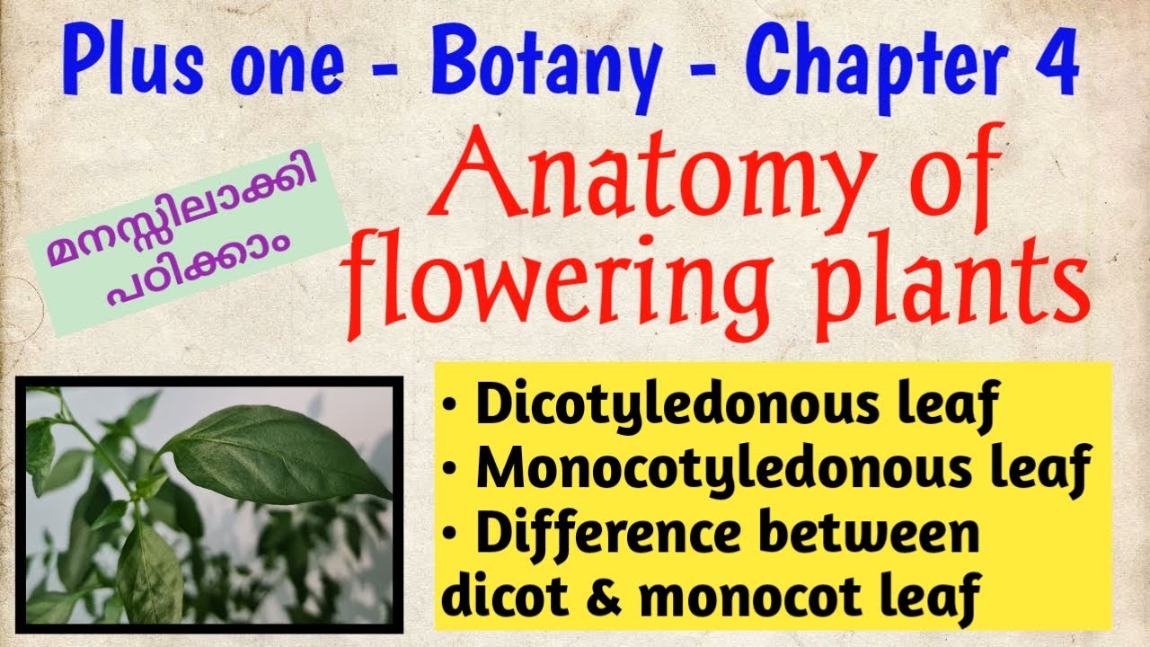 PLUS ONE/BOTANY/CHAPTER 4/ANATOMY OF FLOWERING PLANTS/PART 5/MONOCOT & DICOT ANATOMY ...