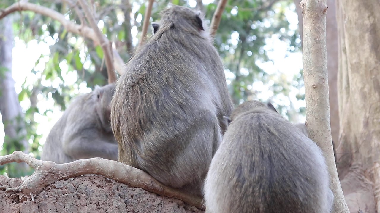 The Father Monkey Expels Enemy From His Children - YouTube