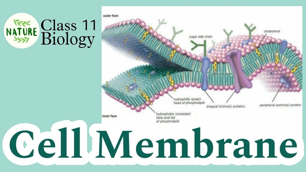 Cell Membrane | Plasma Membrane | Class 11 | NCERT | Biology | Neet ...