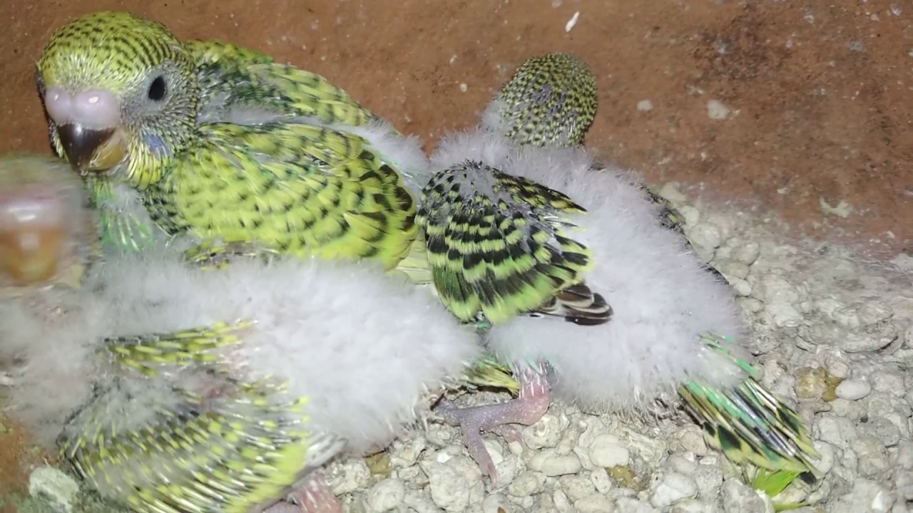 budgie breeding story ||part -_-_5 spangle budgie ki progress - YouTube