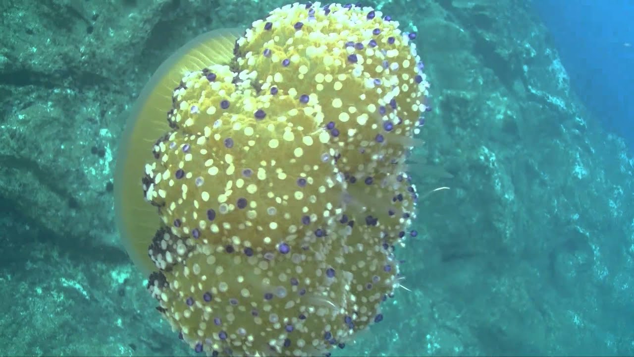 Sea life in Greece - YouTube