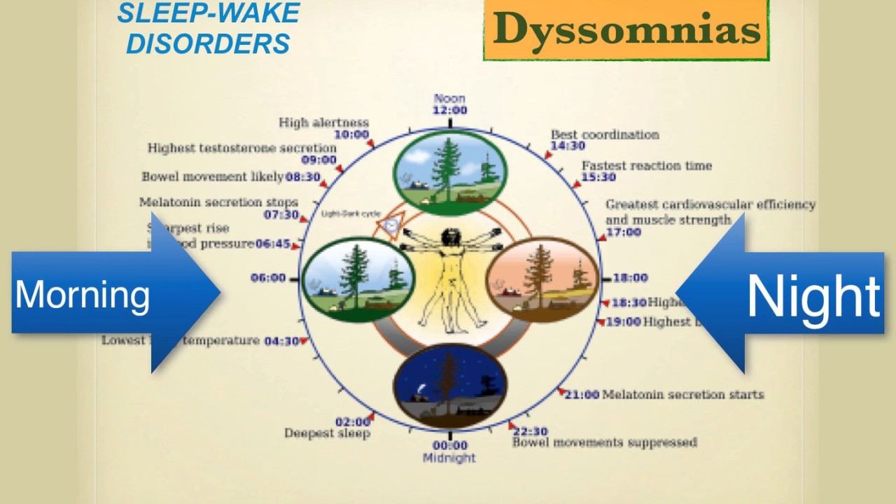 SteveMillers Abnormal Psychology Sleep Wake Disorders F16 - YouTube
