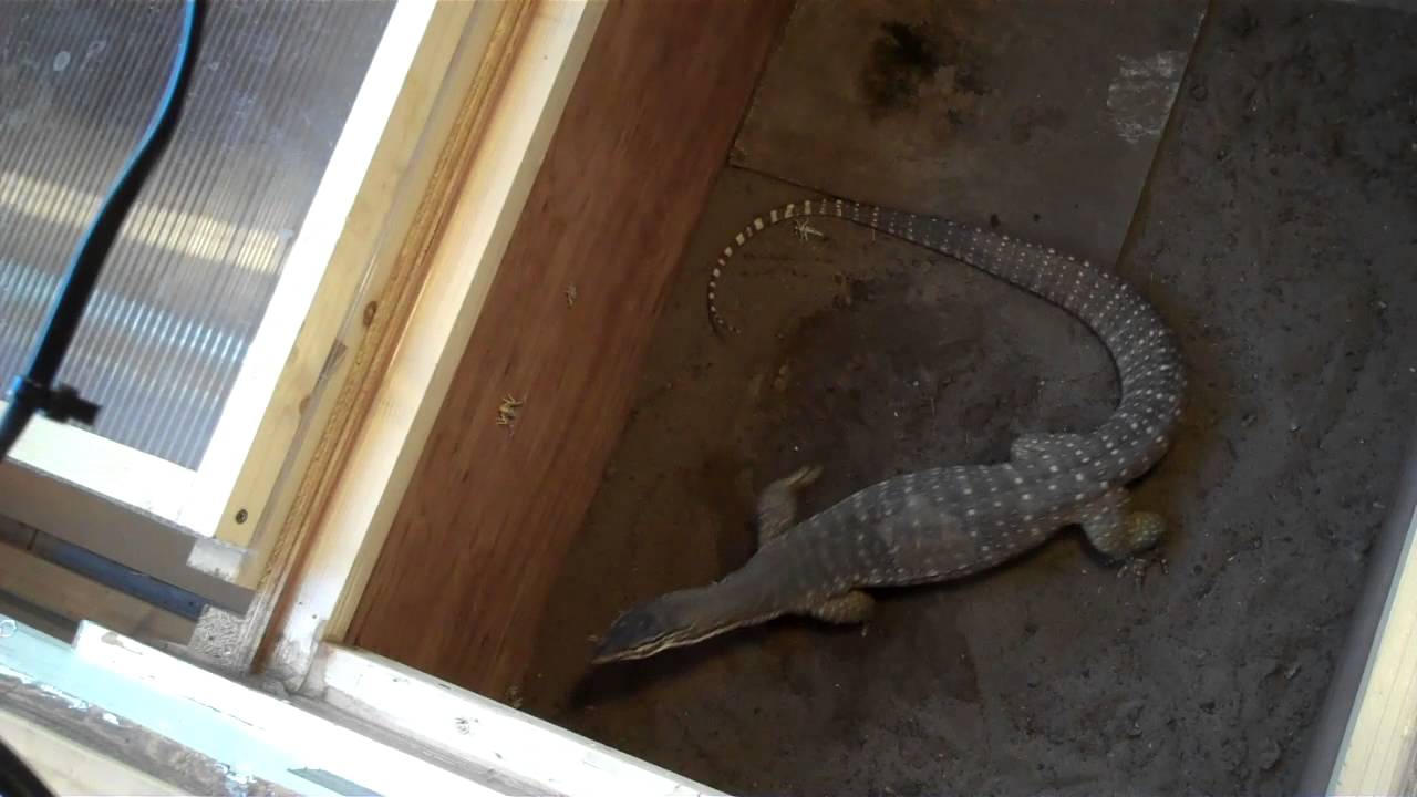 Argus Monitor Lizard feeding session - YouTube