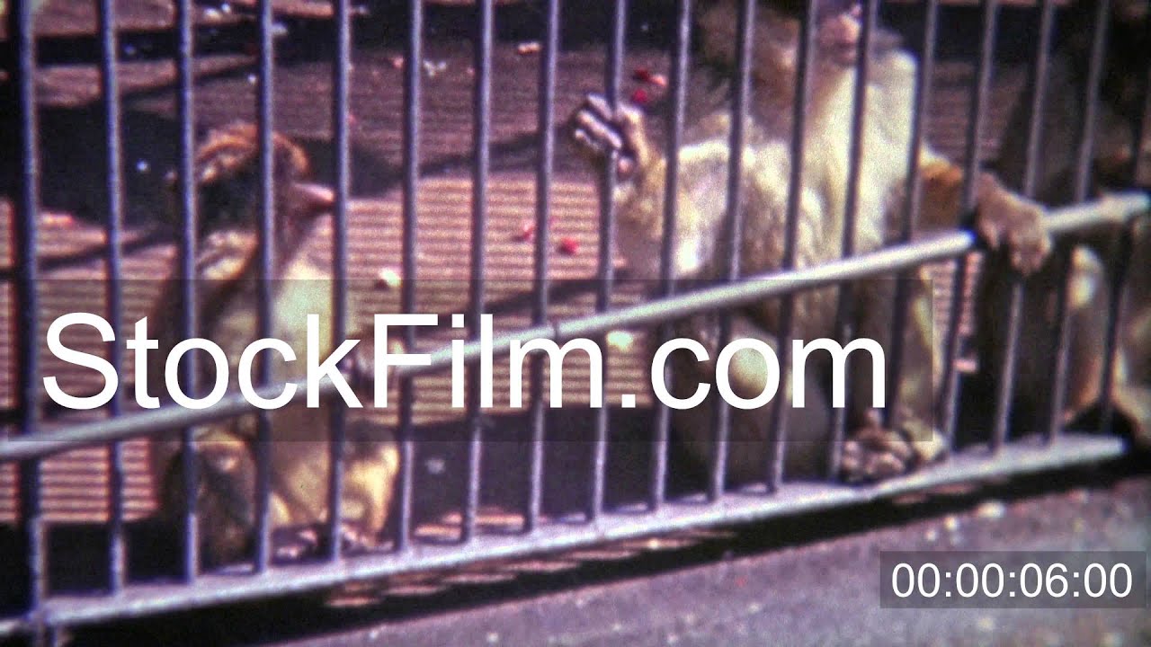 1968: Scenes of caged monkeys in different settings. WASHINGTON DC ...