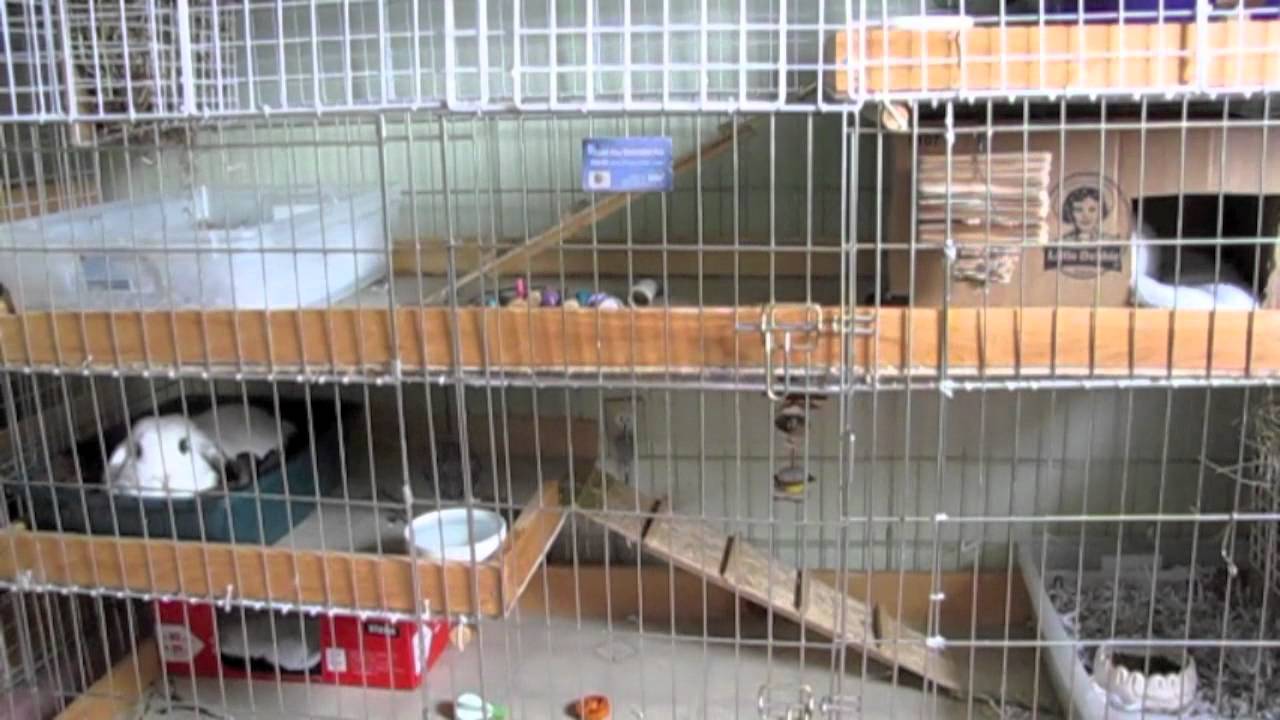 BudgetBunny: Rabbit Cage Tours April 2012 - Part 1 - YouTube