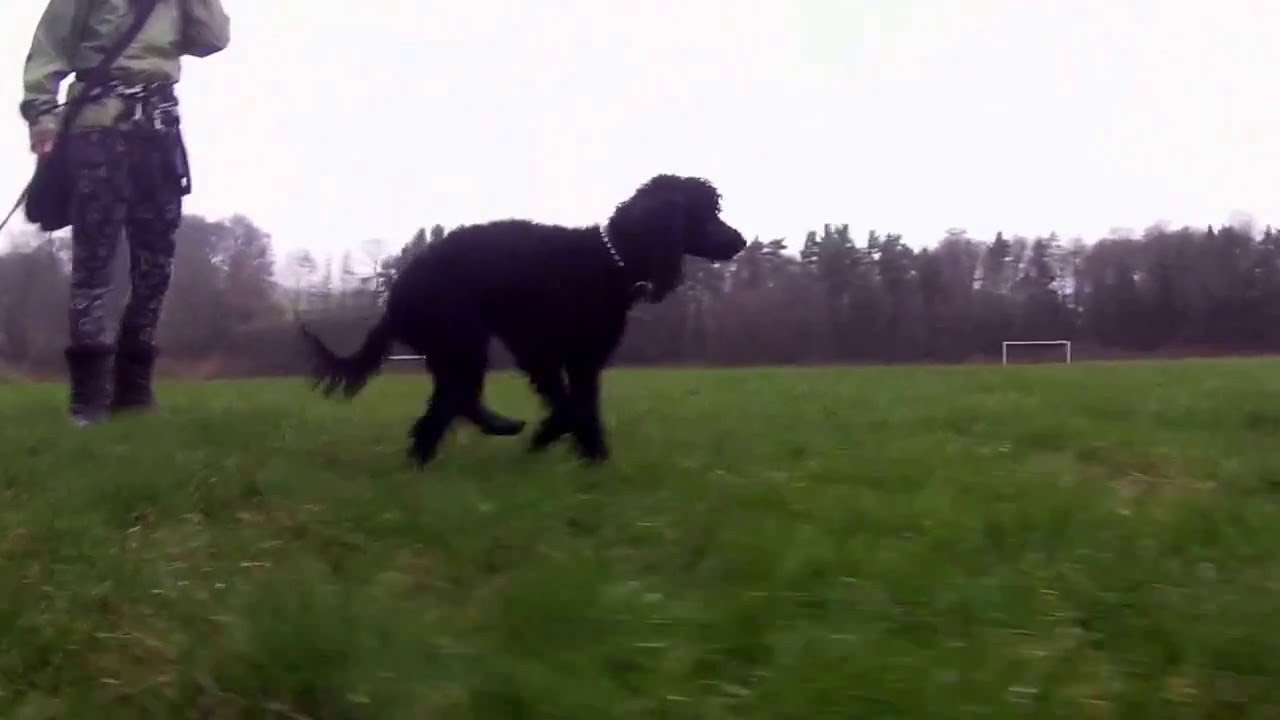 Cutest Poodle prancing in the rain - YouTube