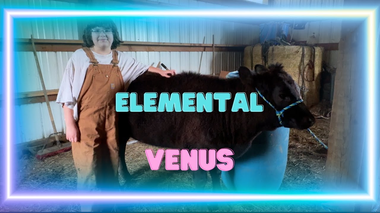 Dexter Family Milk Cows: Heifer Training Series, Elemental Venus Of The ...